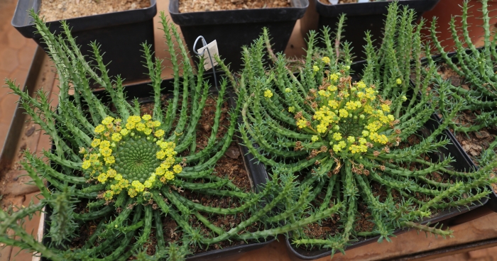 Euphorbia flanaganii | PlantZAfrica